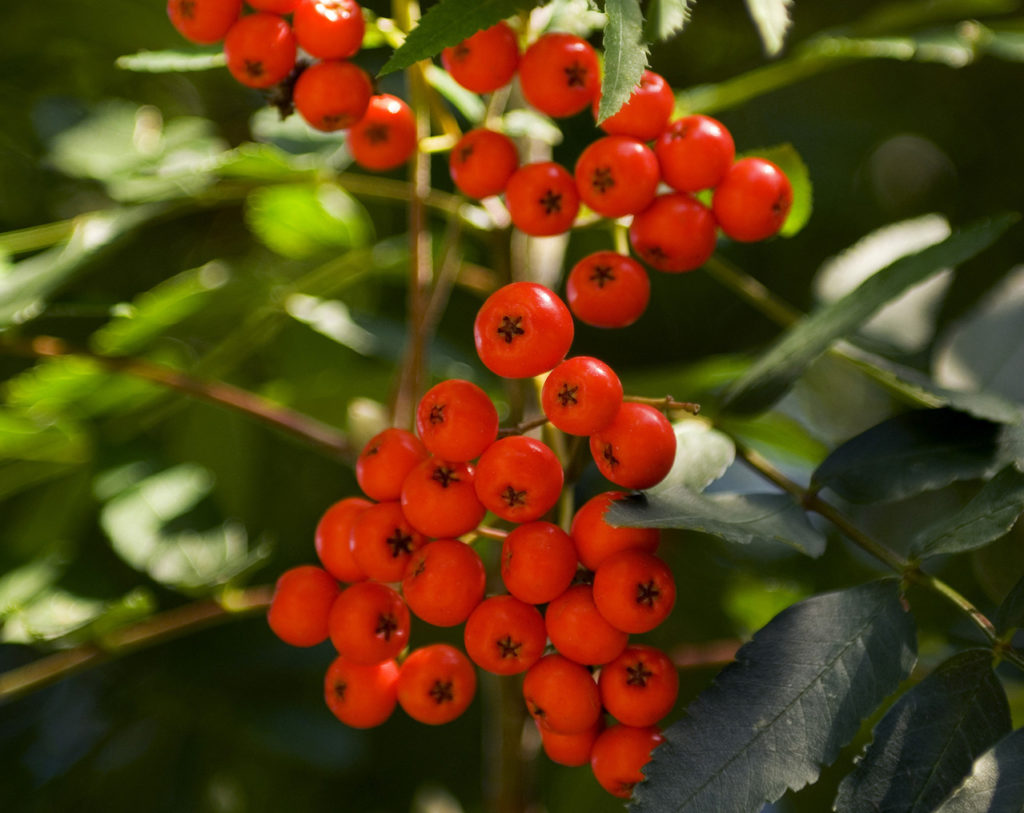 Sind Vogelbeeren giftig? - Die Frische Küche