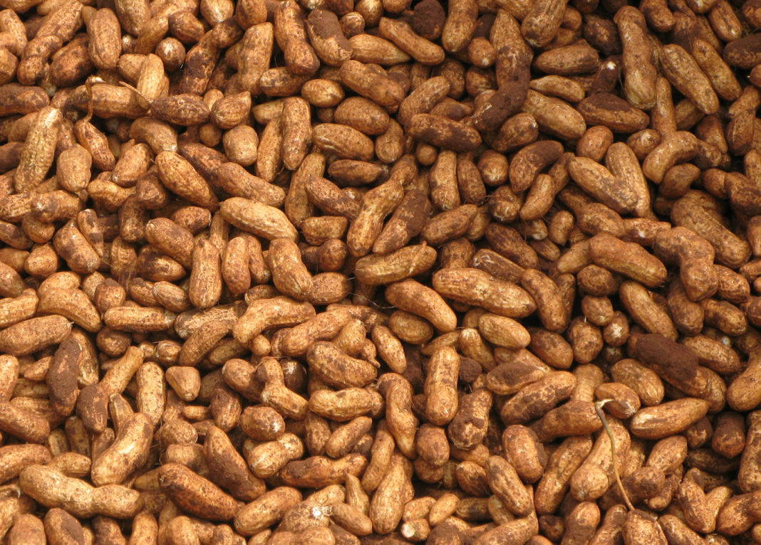 Wie und wo wachsen Erdnüsse? - Die Frische Küche