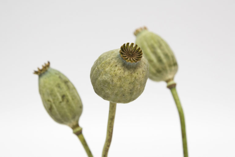 Mohn: Mohnsorten, Inhaltsstoffe, Haltbarkeit, Nebenwirkungen - Die ...