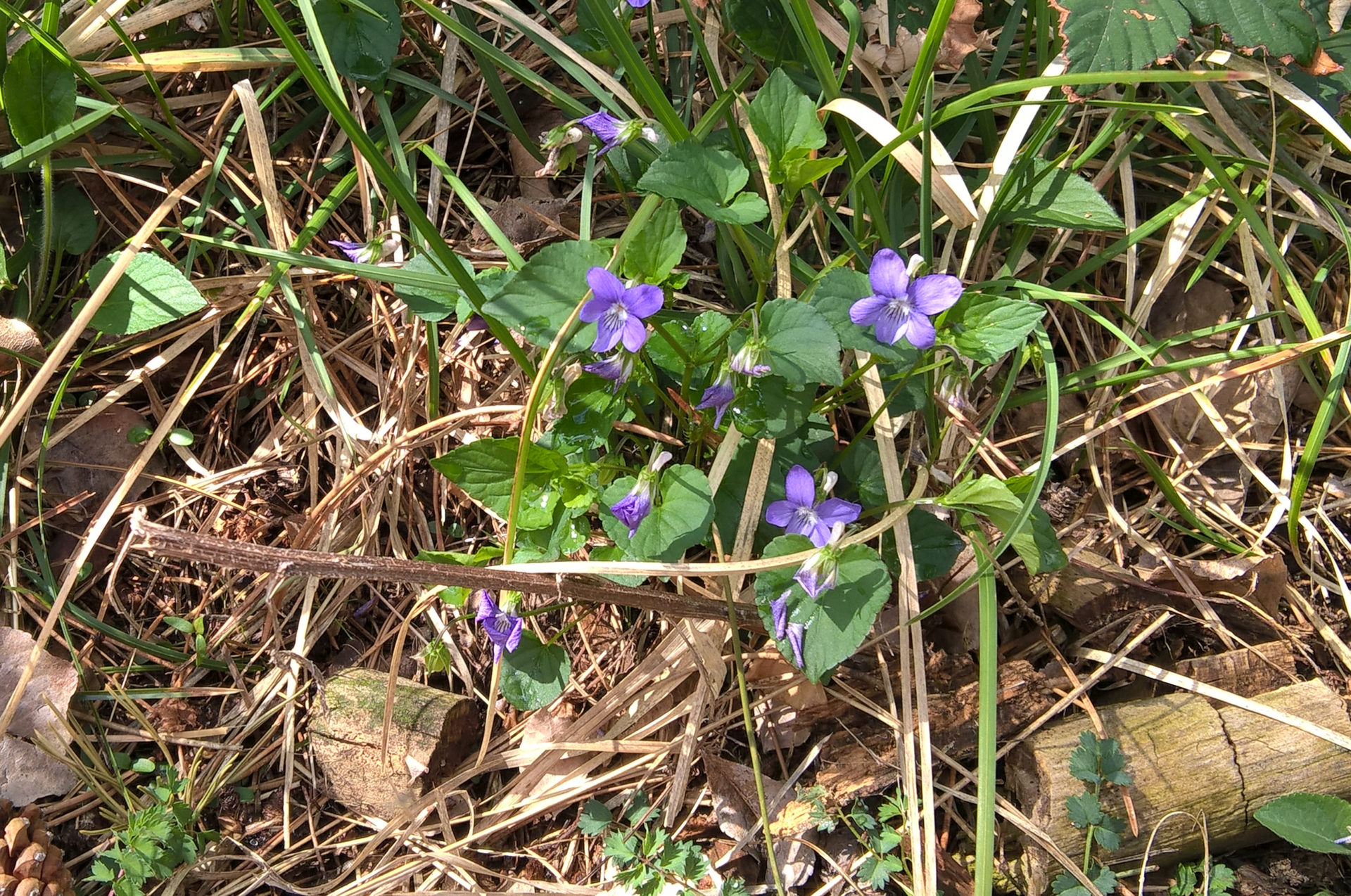 Wann blühen Veilchen und welche Veilchen sind essbar? - Die Frische Küche